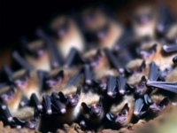 Do Bats Lay Eggs - Fascinating Facts About Bat Reproduction